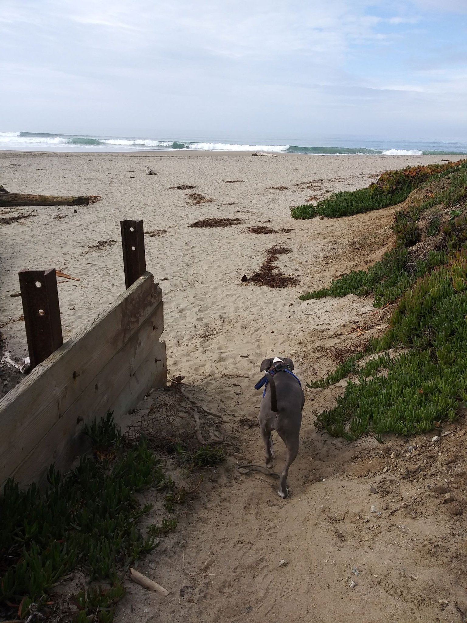 TW Pornstars - 1 pic. Candle Boxxx. Twitter. Gravy said she wanted to ...