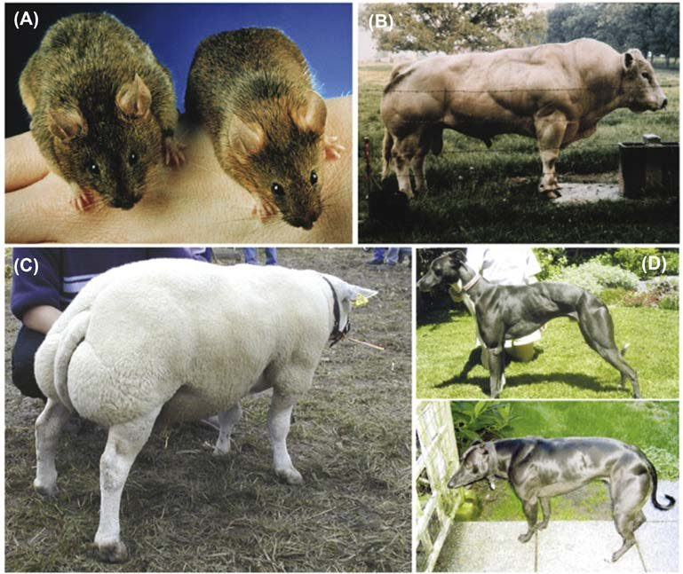 Myostatin Inhibitor