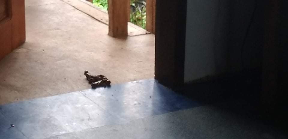 Brix Sy Patron (@sy_patron) | Twitter