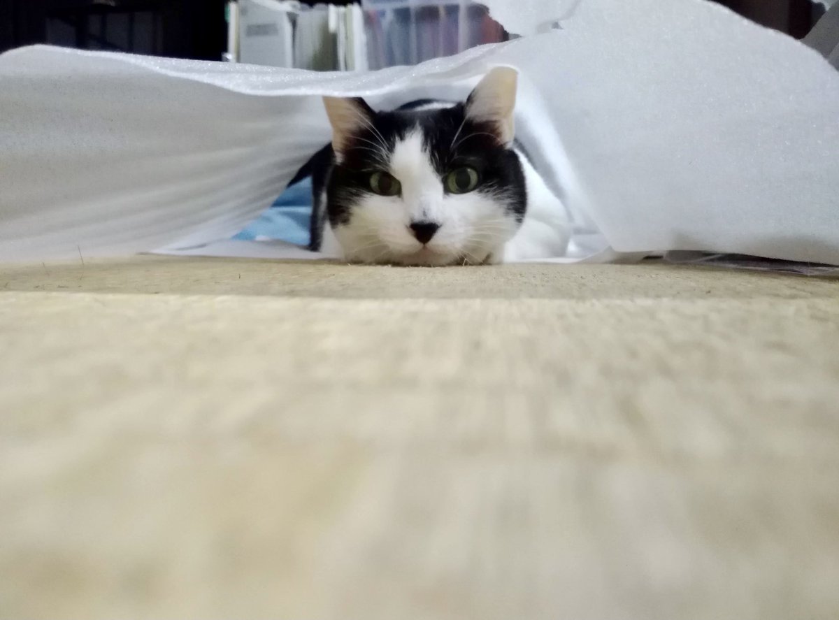 ももとら (@Momo_toramaru_) | Twitter