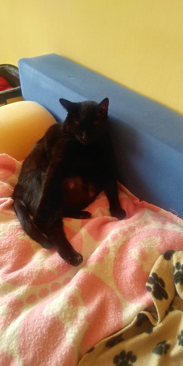 kitkuのTwitterイラスト検索結果。