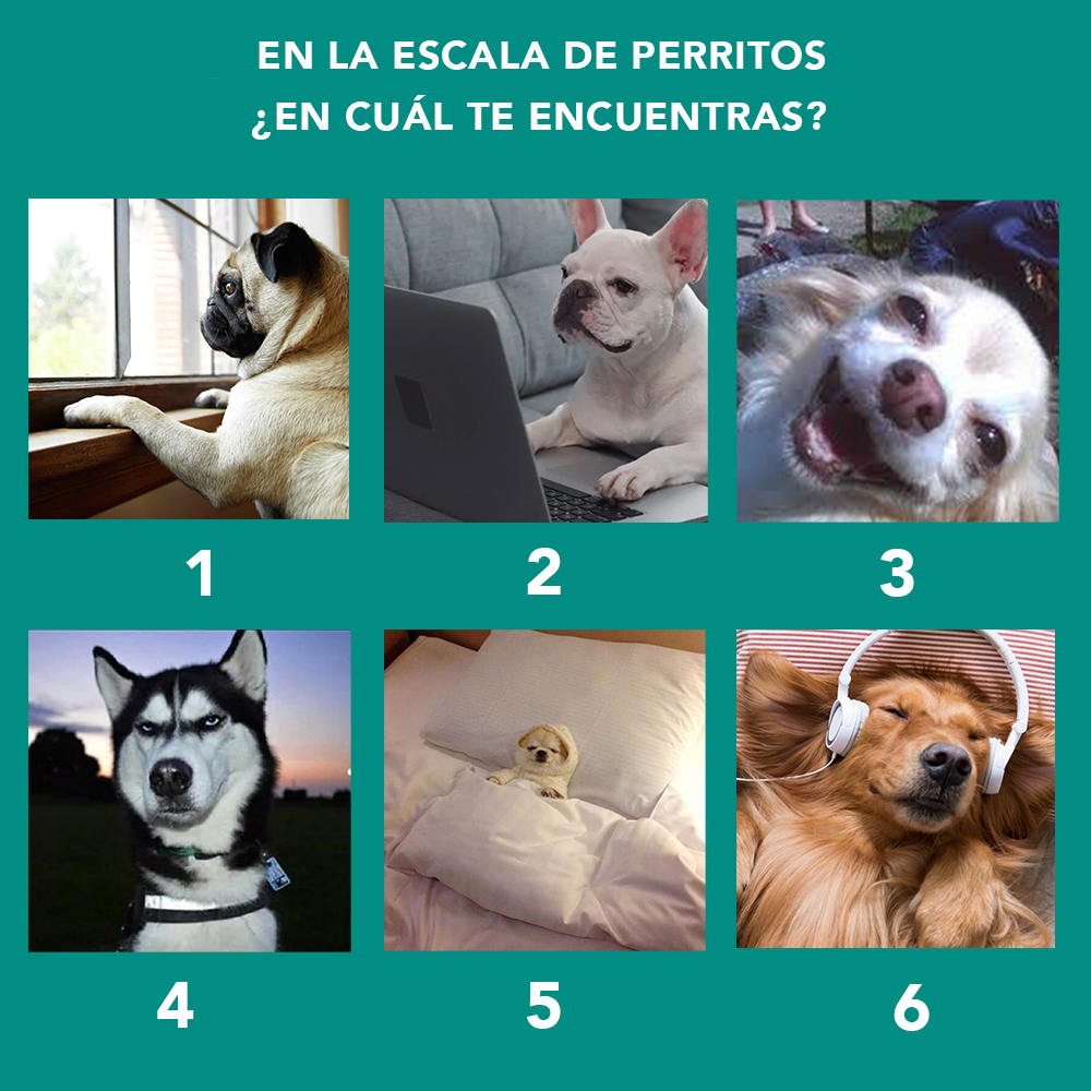 Animo Perro Meme