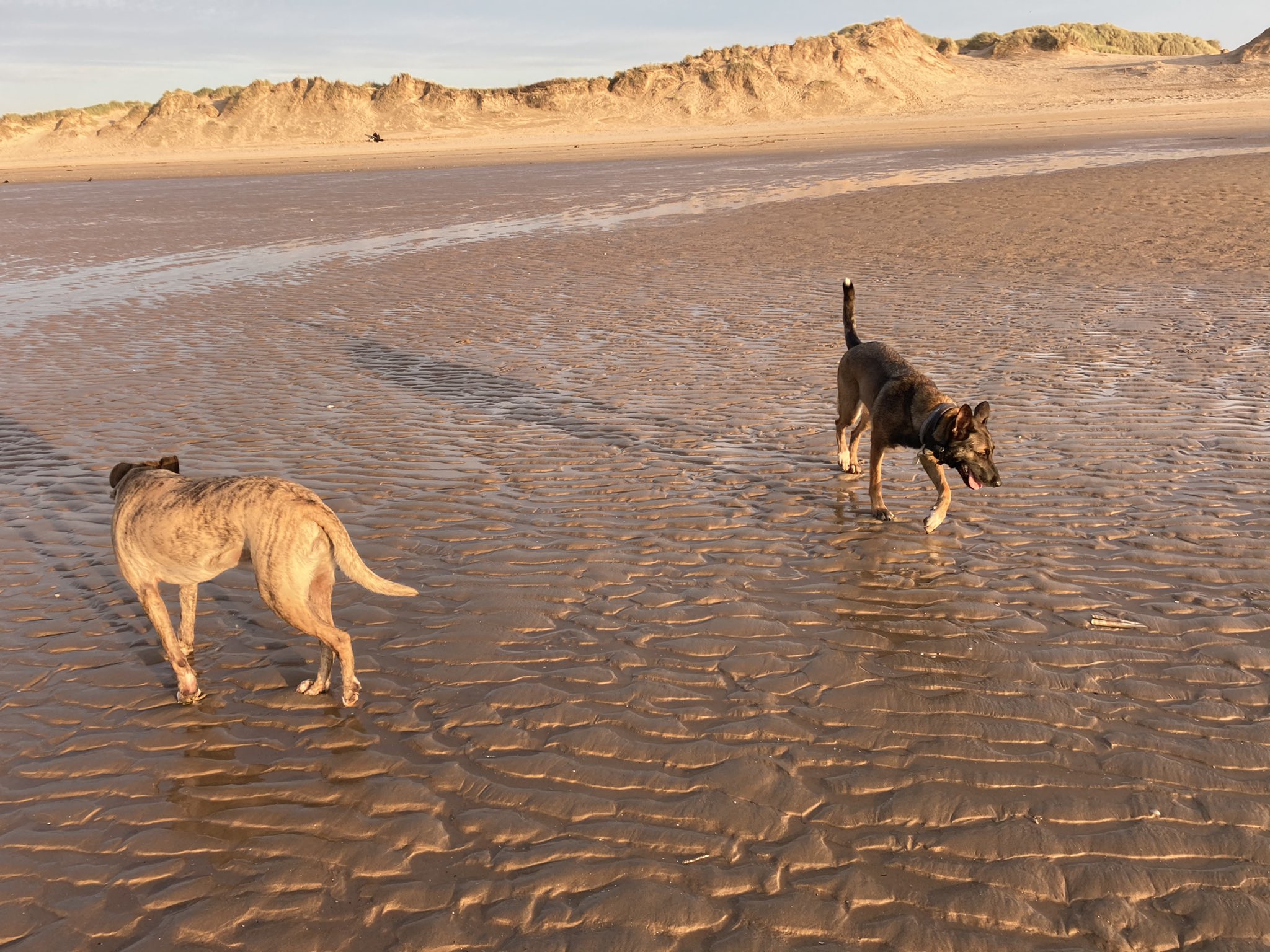 Can You Take Dogs On Formby Beach