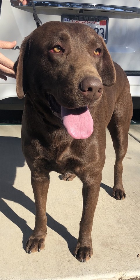 Labrador Retriever Chocolate Male
