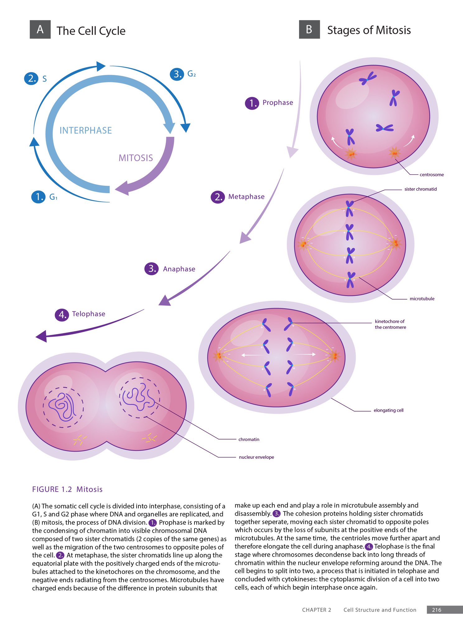Meiosis Cycle Diagram