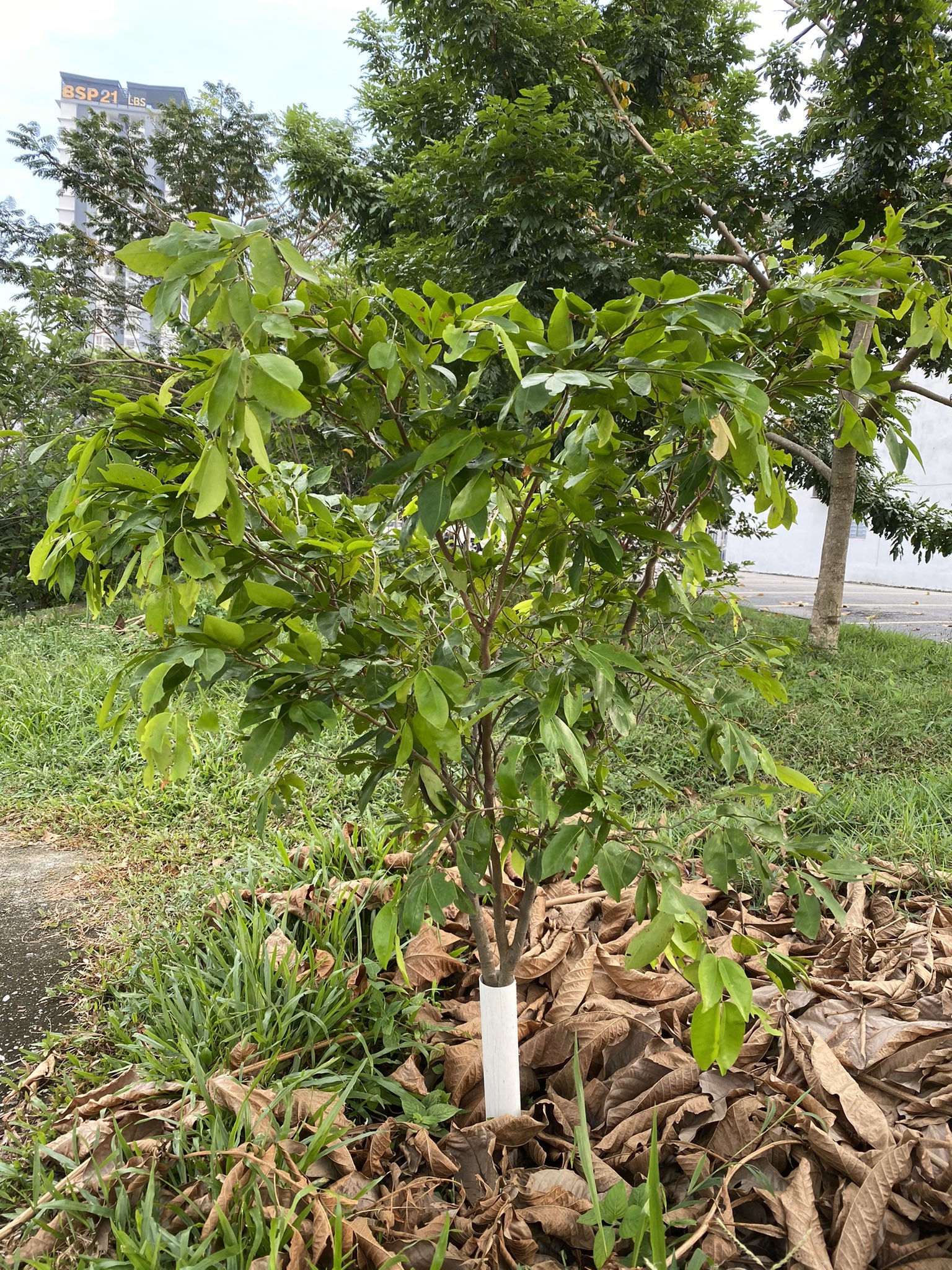 Buah Jambu Mawar