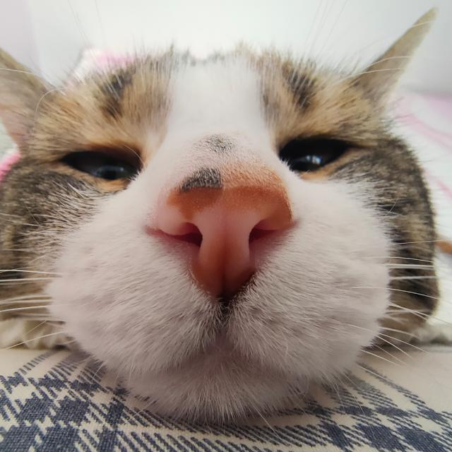 𝕒𝕝𝕖𝕩 On Twitter Distortbot