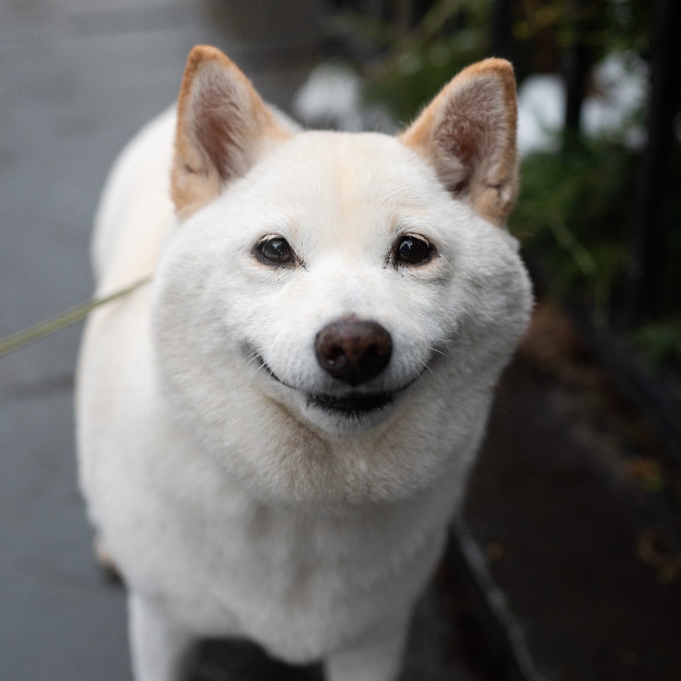 Shiba Inu Wink
