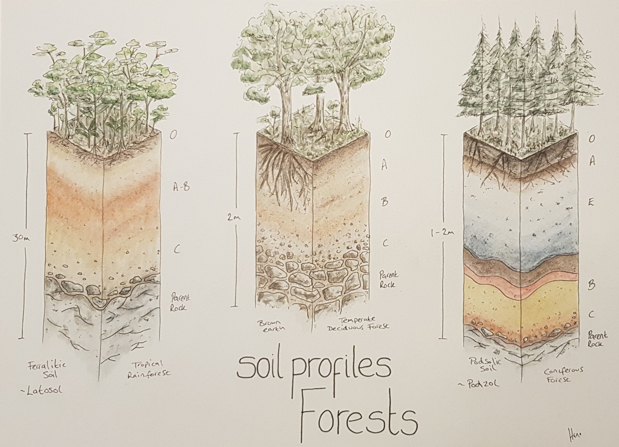 Forest Soil Profile