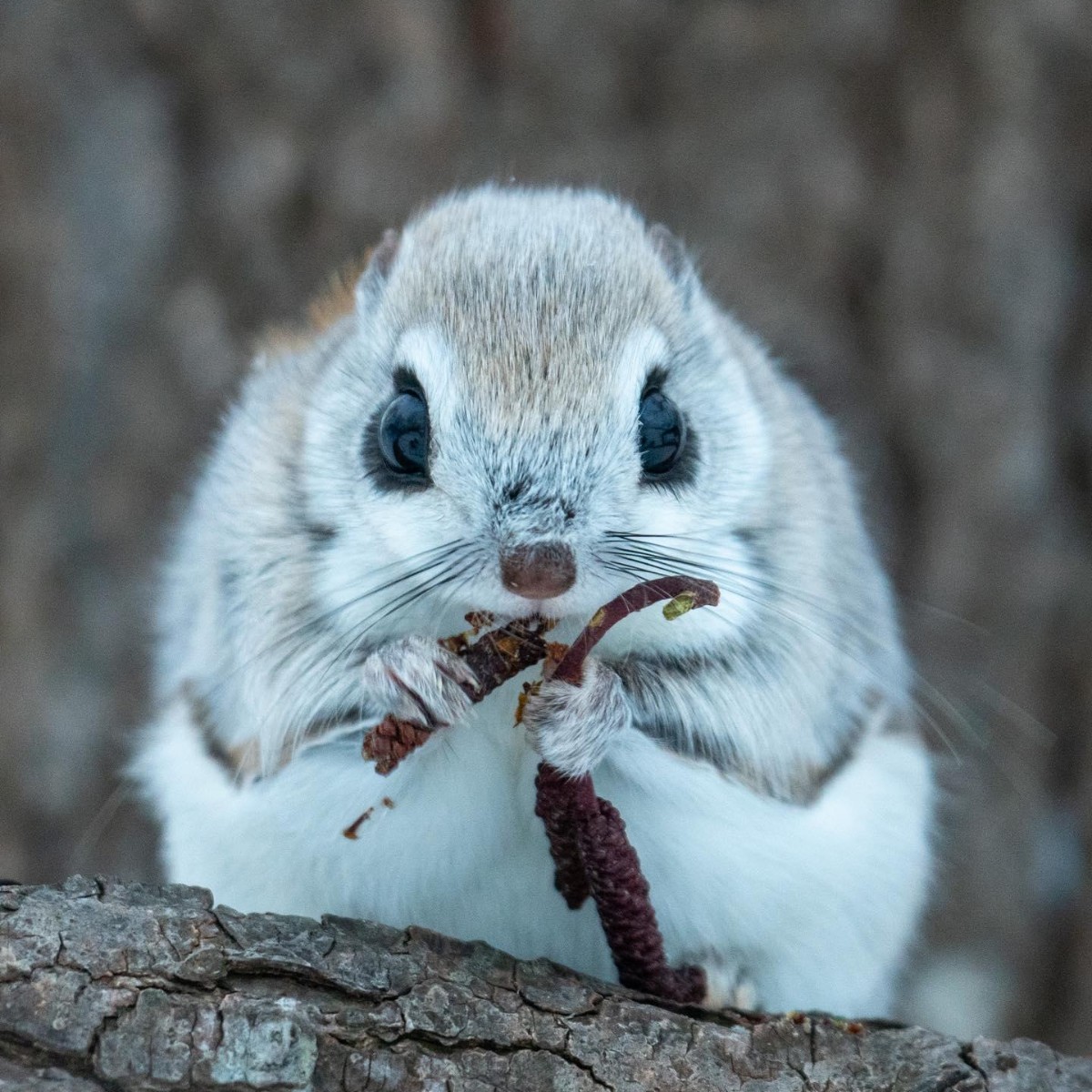 Japanese Flying Squirrel Gif