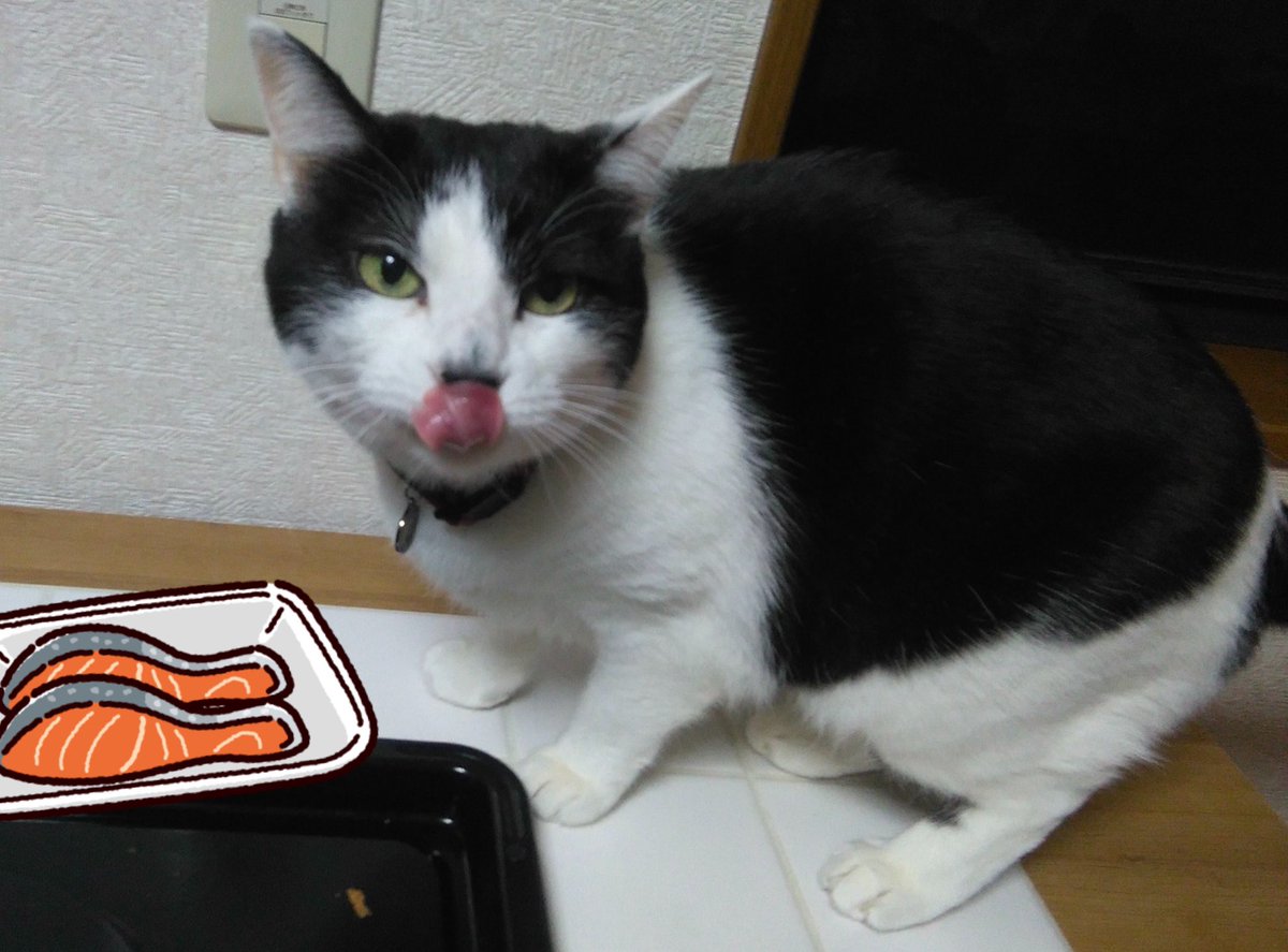 ももとら (@Momo_toramaru_) | Twitter