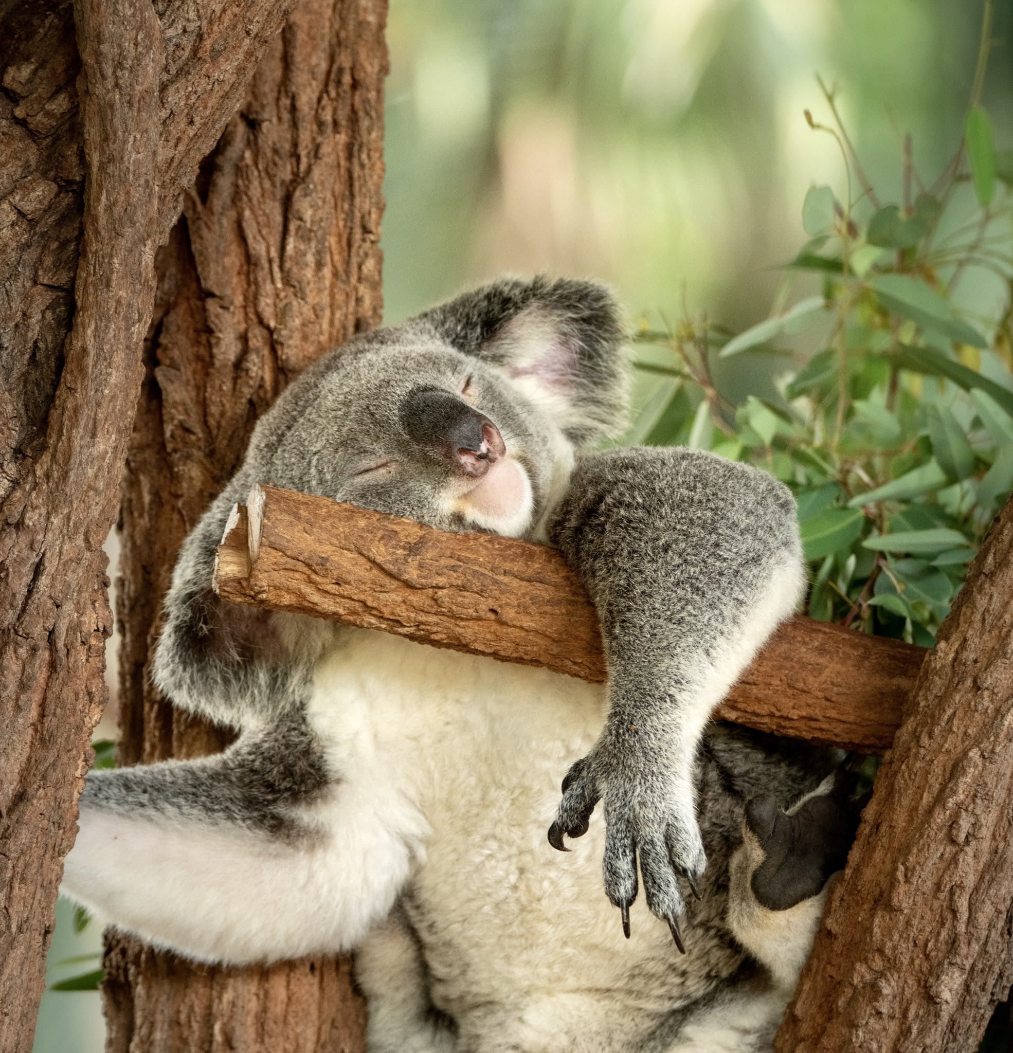 Koalaty Memes Koala Friendship Card | Funny Greeting Cards – Nine