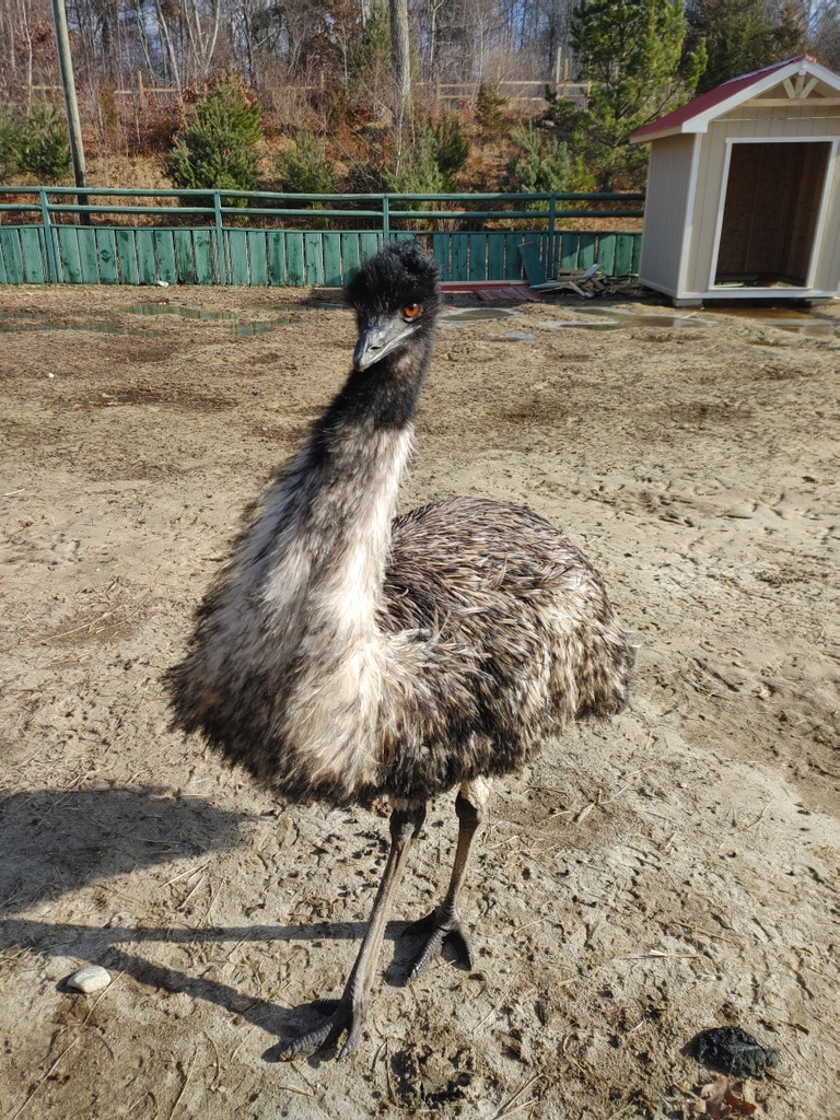 Emu Bird Farming