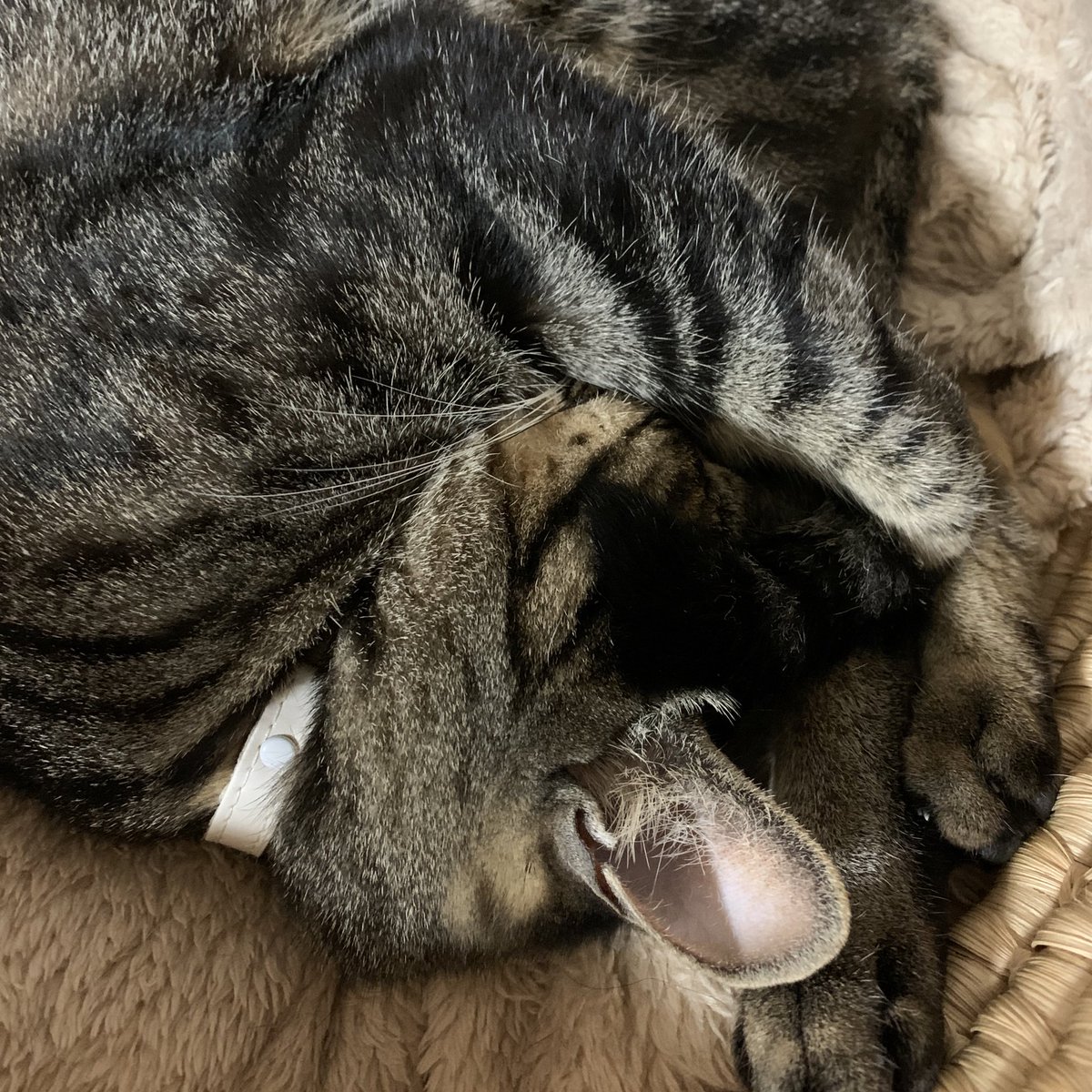 ももとら (@Momo_toramaru_) | Twitter