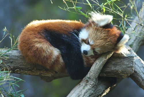 Red Pandas Hugging
