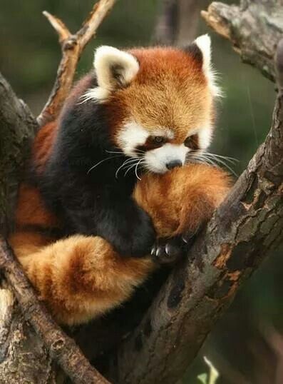Red Pandas Hugging