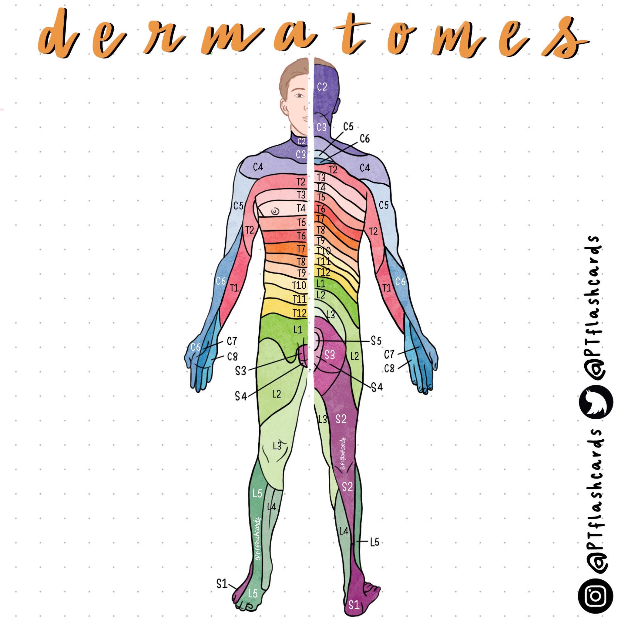 C2 Dermatome