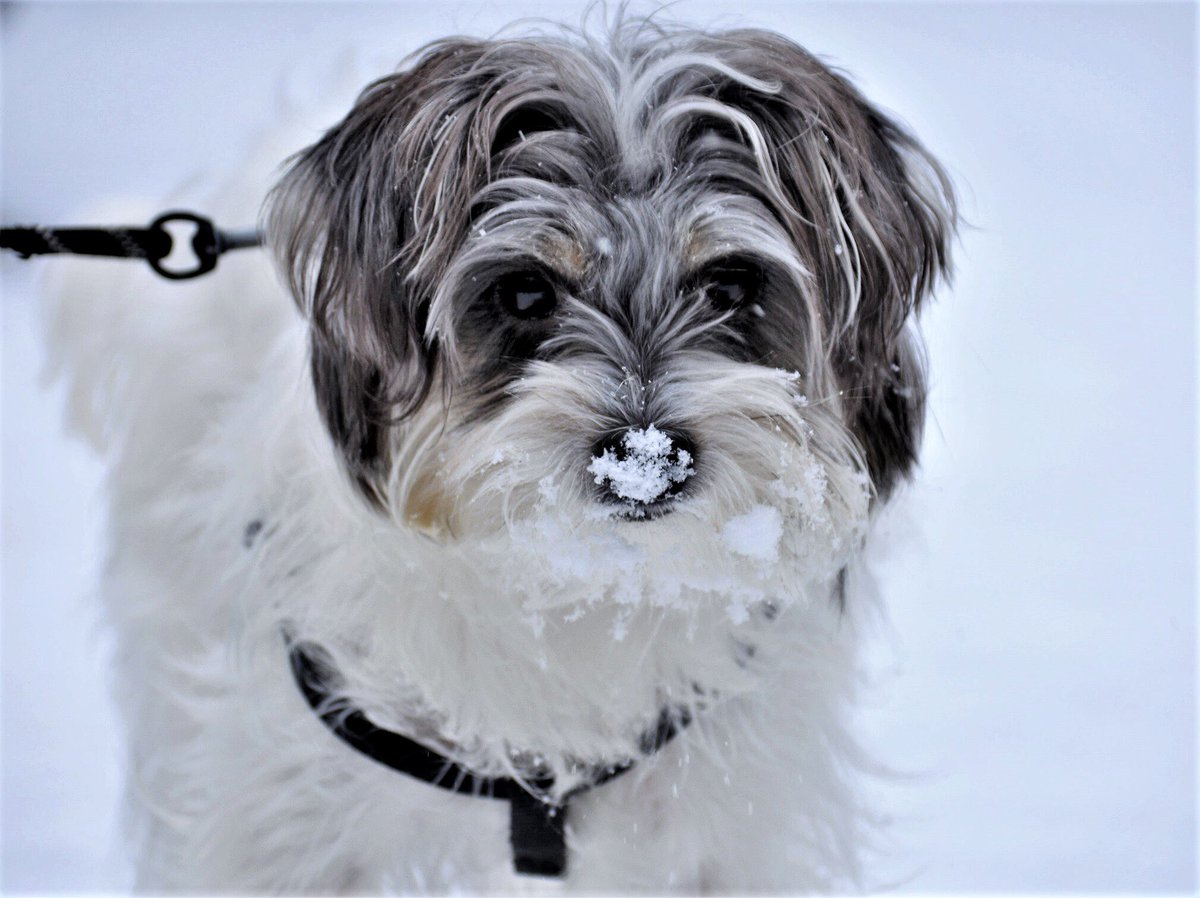 Nancy Jiang (@nancyzjiang) | Twitter