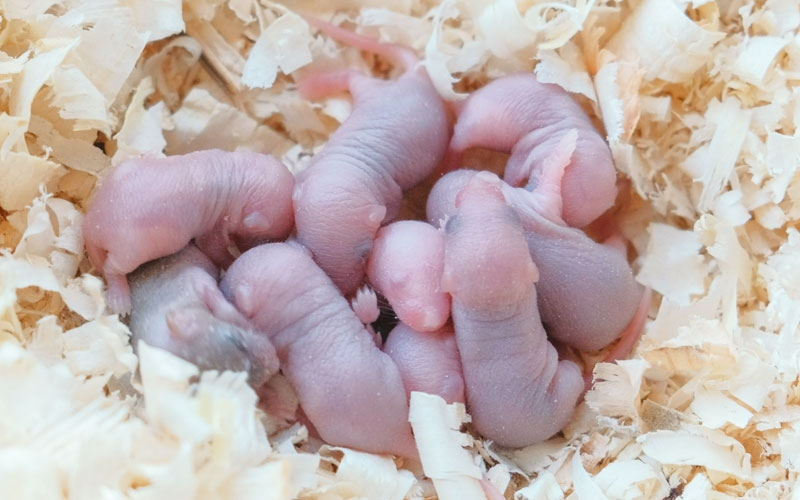 Newborn Baby Mice