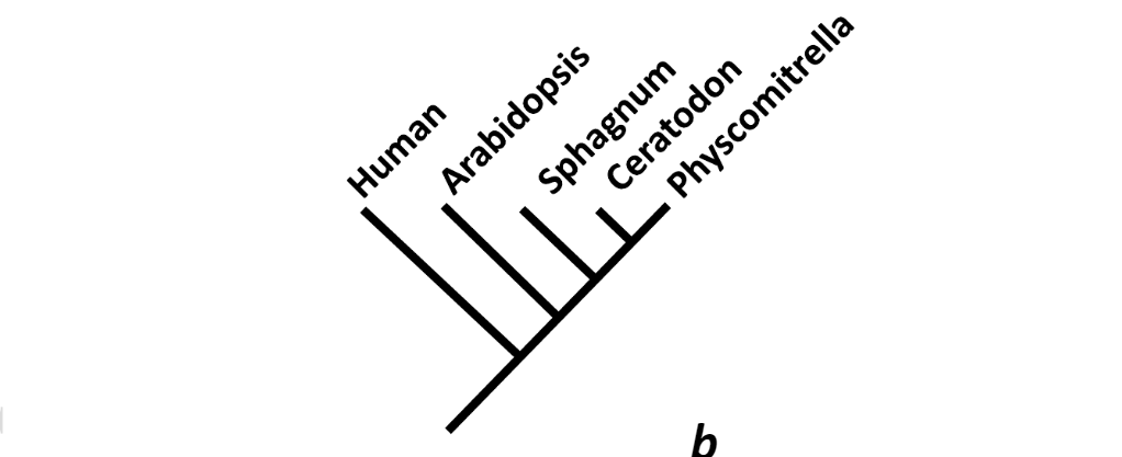 Human Phylogenetic Tree