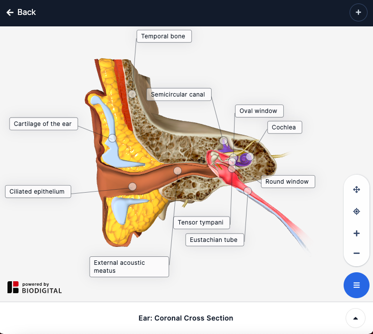 Cochlea Diagram Cross Section