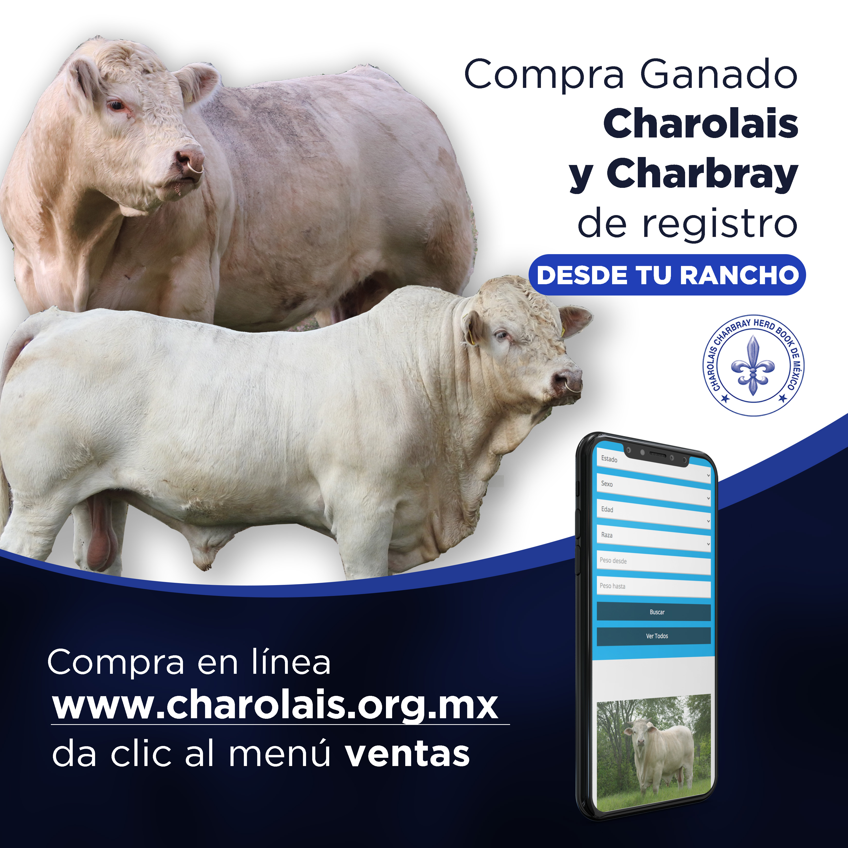 Charbray Ganado Fotos