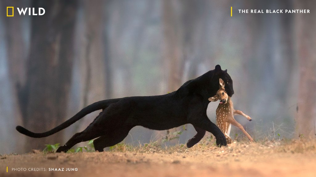 Black Panther Animal Hunting