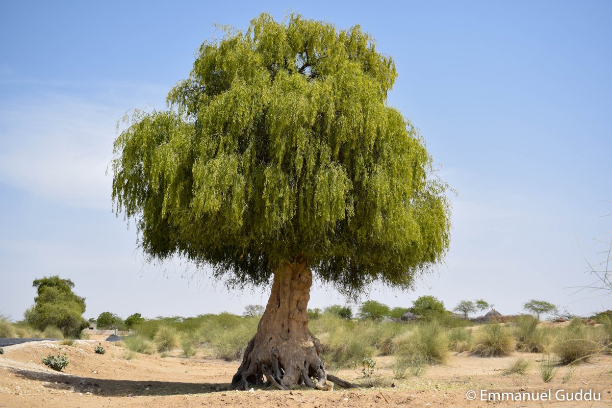 Mustard Seed Plant Fully Grown