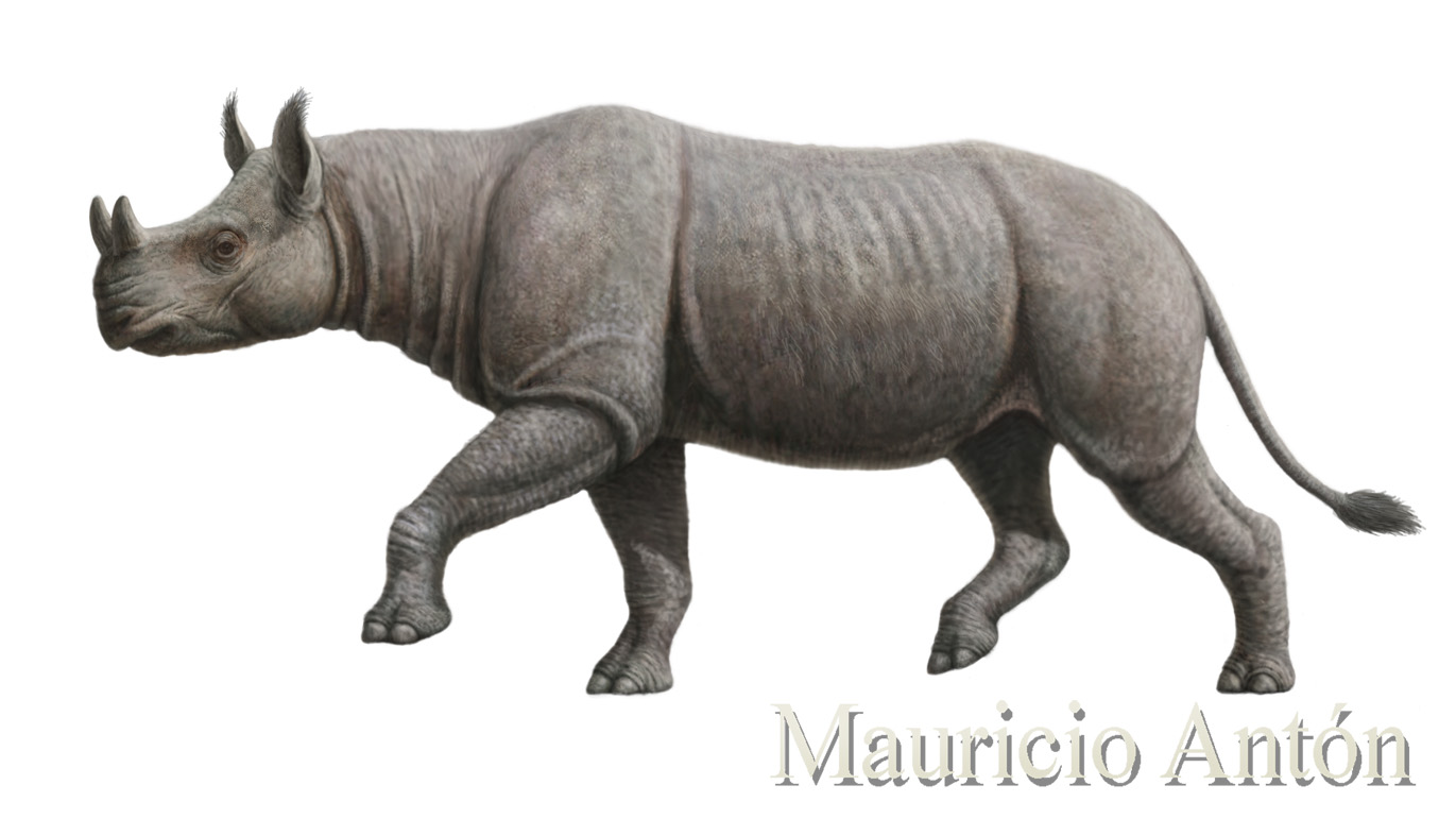 Menoceras
