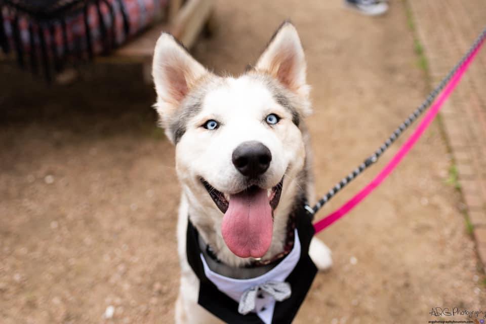 Are Dogs Allowed At Larry Penny