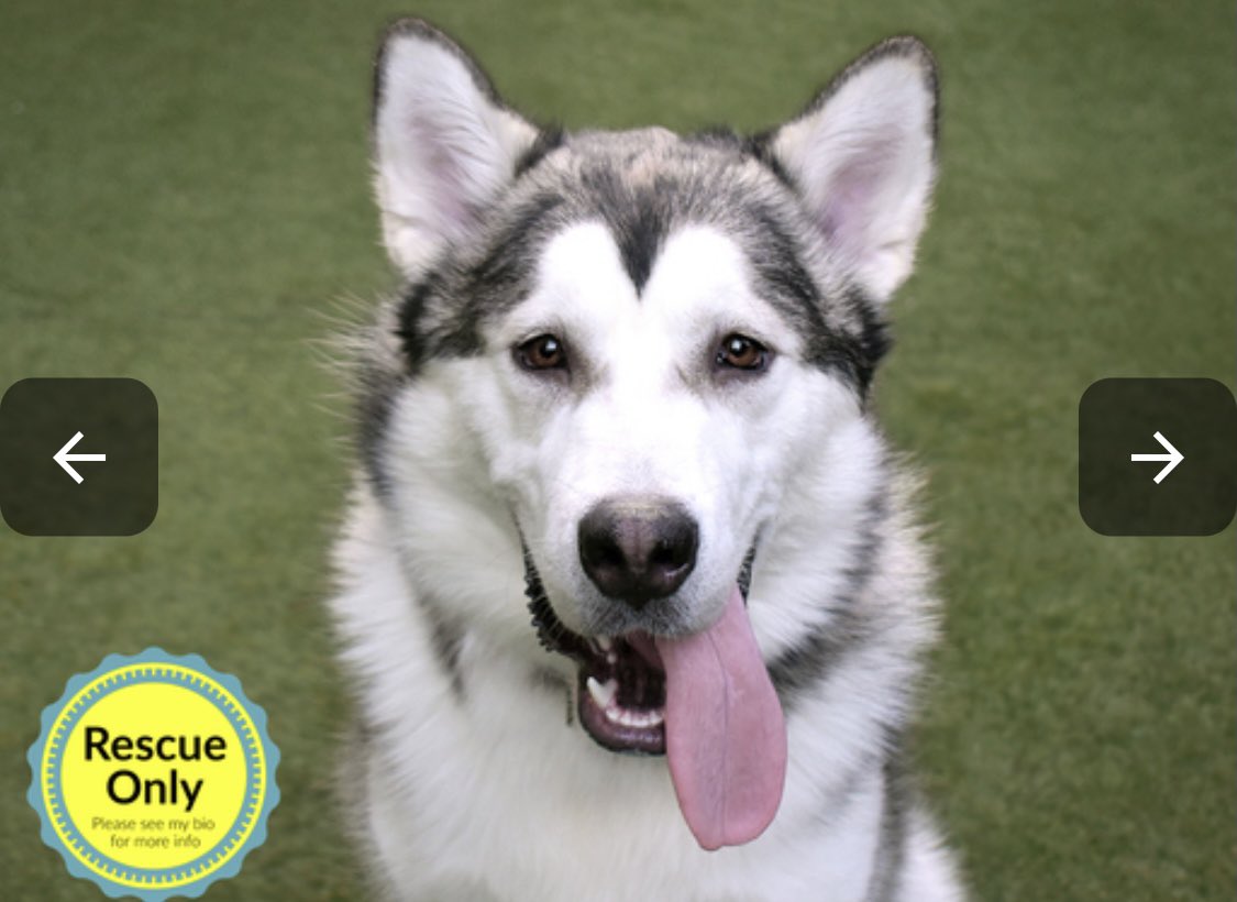 TW Pornstars - 4 pic. MarcMacNamara. Twitter. The shelter I got Janet ...