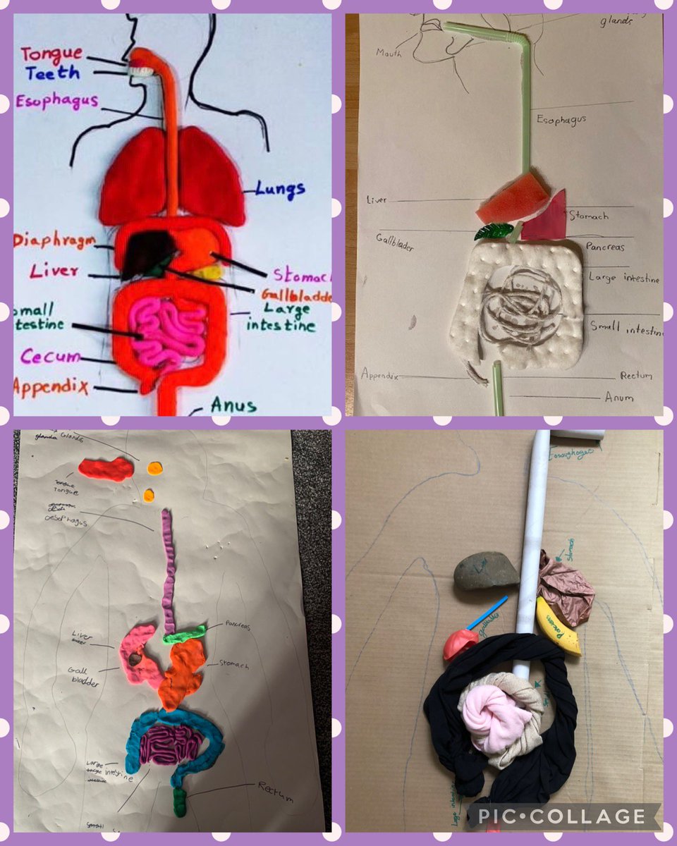 Digestive System Model For Kids