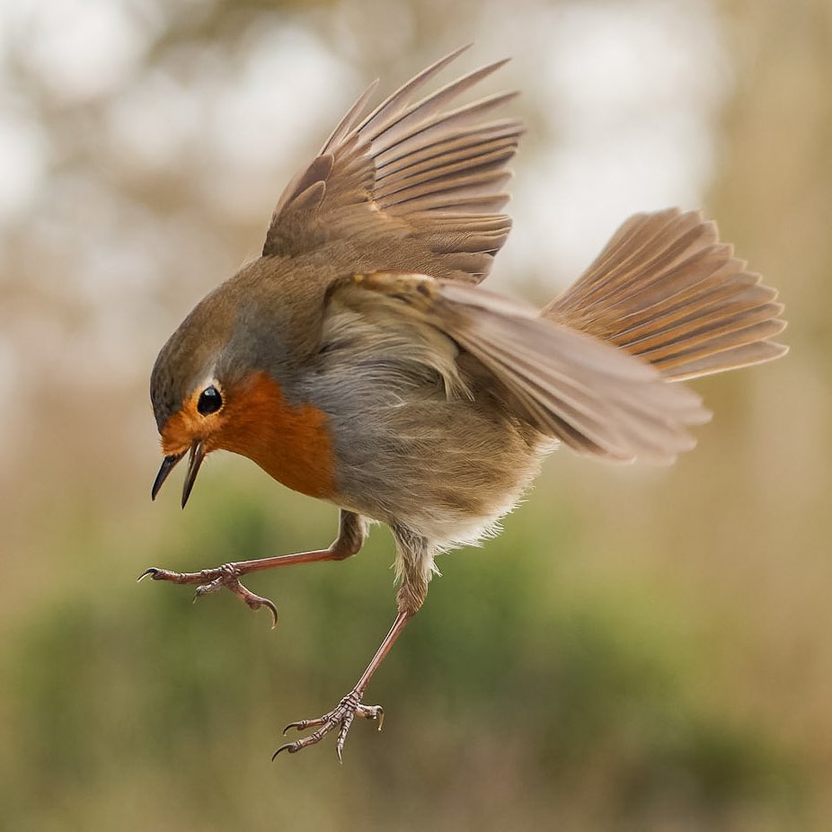 Robin In Flight