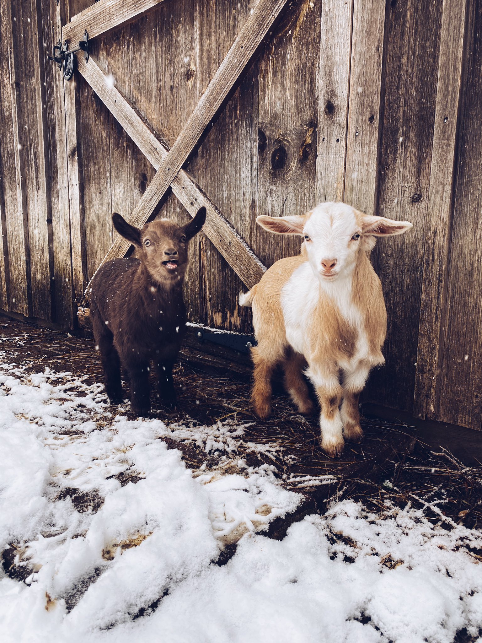 Fat Baby Goats