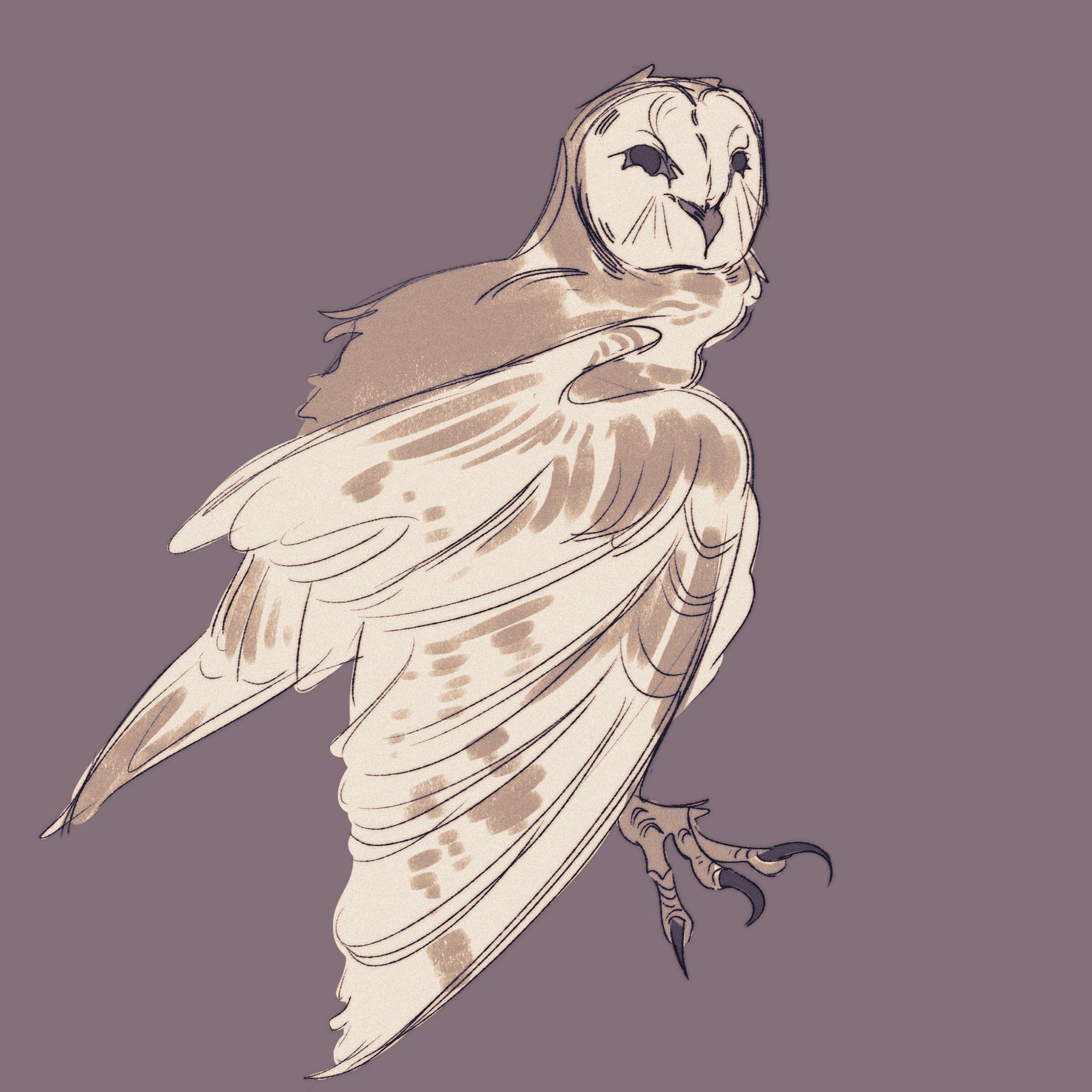 Flying Owl Drawing Tumblr