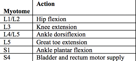 Lower Extremity Myotomes
