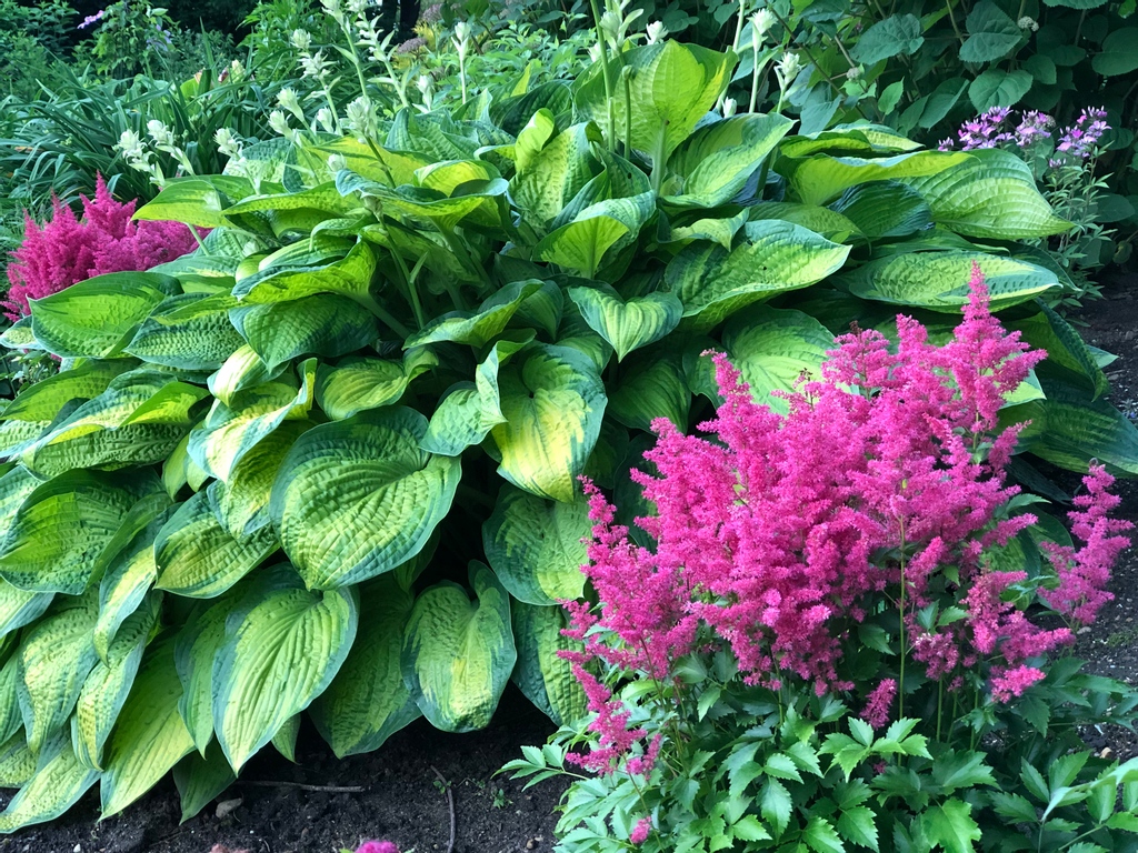 Astilbe Hosta