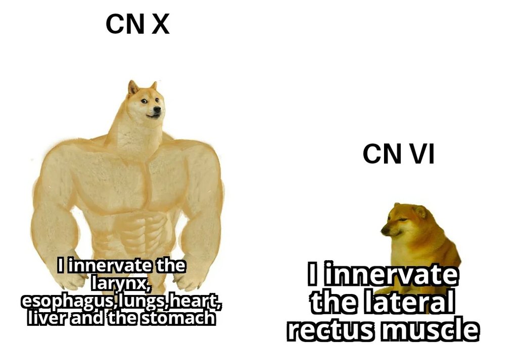 Cranial Nerve Memes This [meme] Is Brought To You By Brainstem Gang