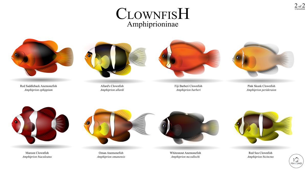 Amphiprion Omanensis