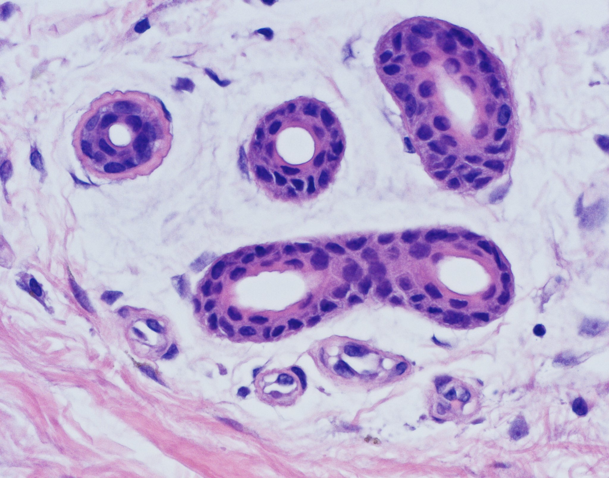 Stratified Cuboidal Epithelium Slide Simple Cuboidal Epithelium Slides