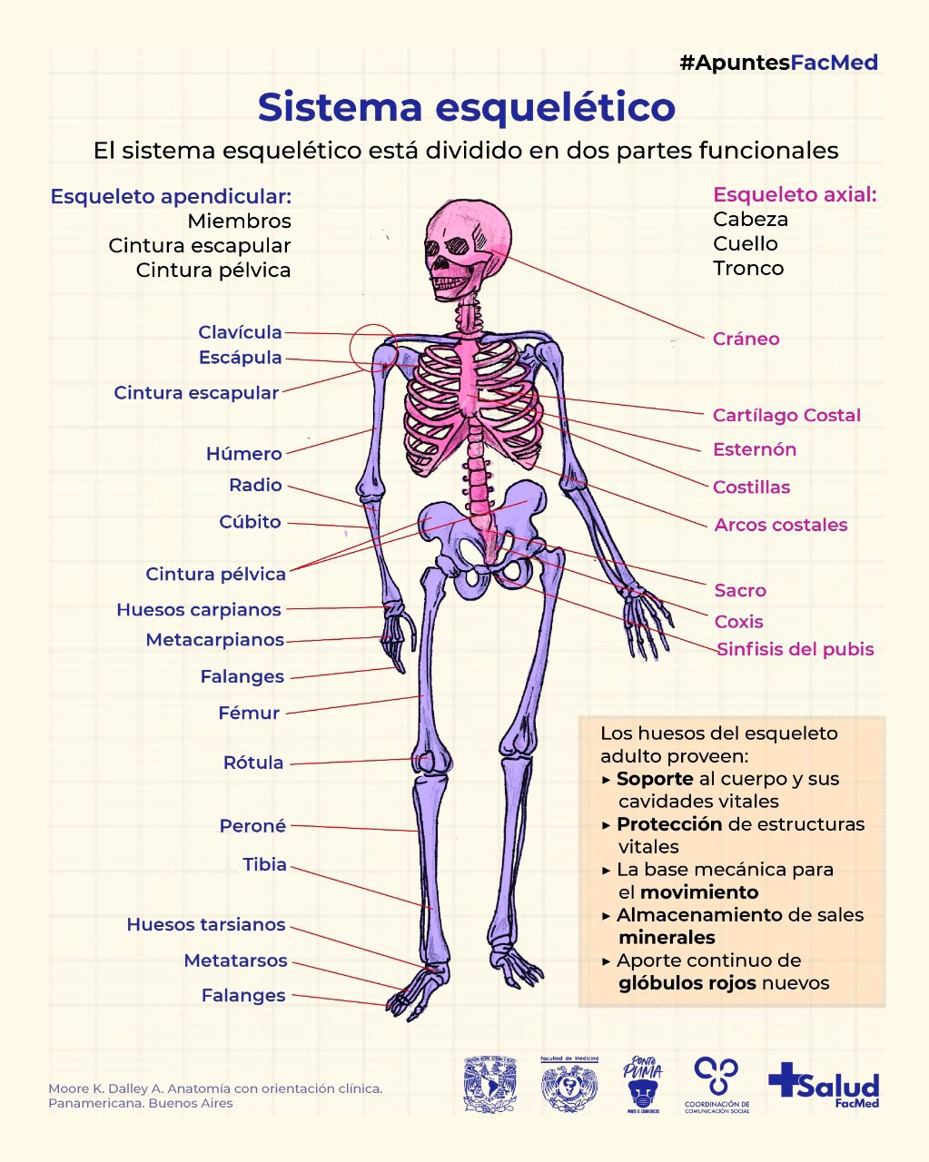 Anatomía Del Esqueleto Apendicular