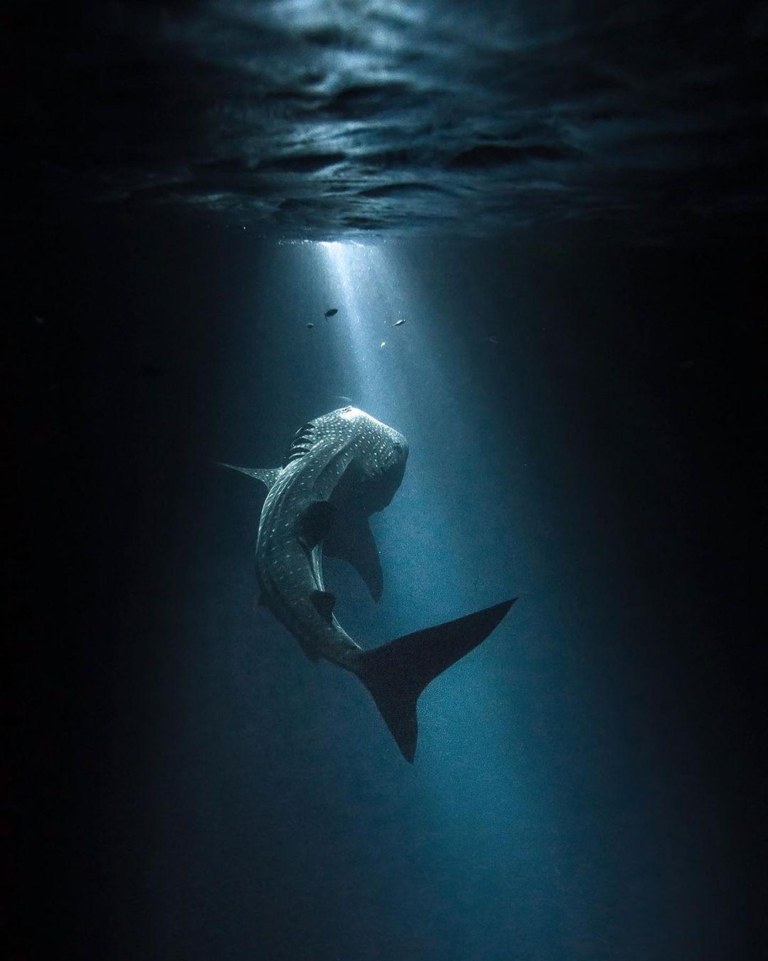 Underwater Shark Photography