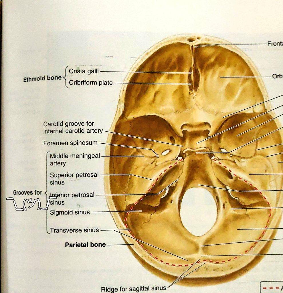 Groove For Superior Petrosal Sinus