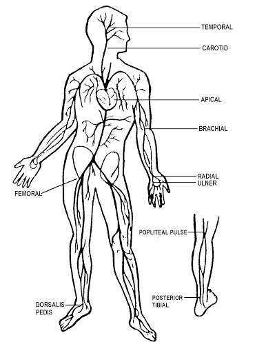Apical Pulse In Children