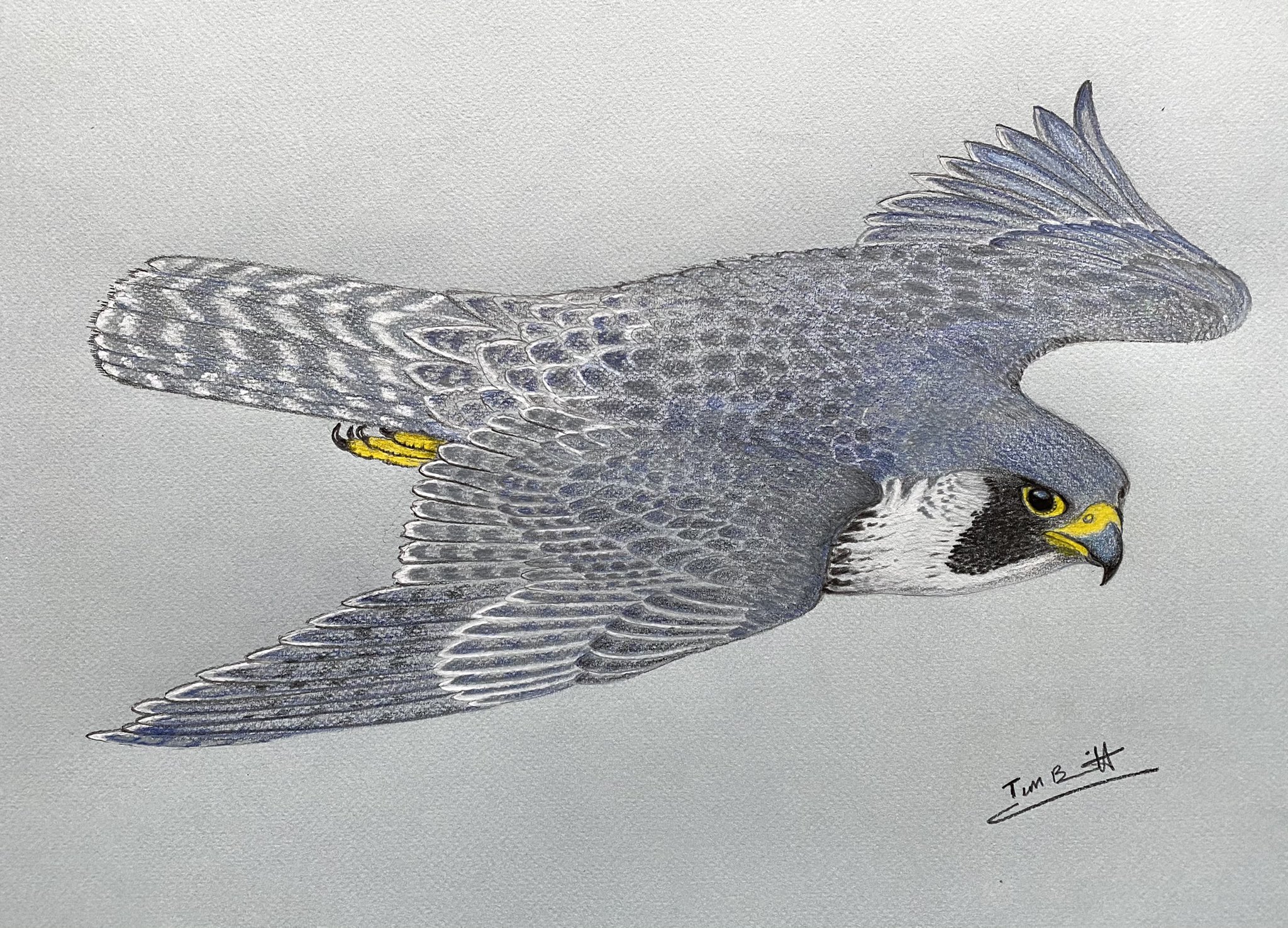 Peregrine Falcon Flying Drawing