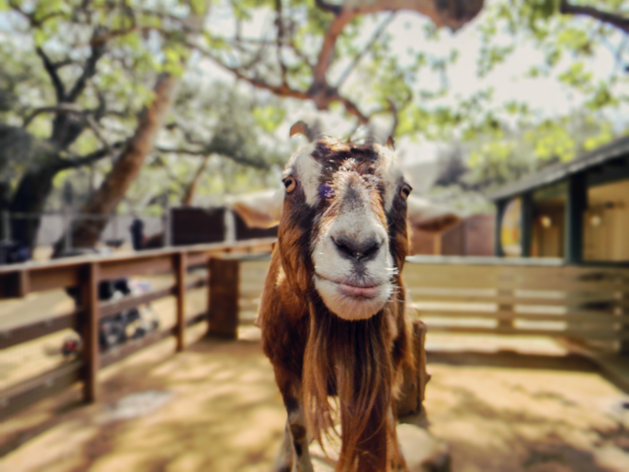Orange County Zoo