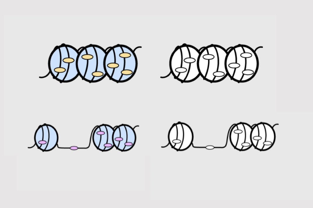 Histone Methylation Animation