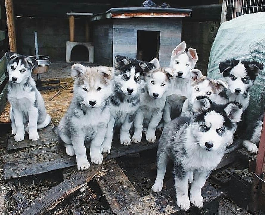 What Bread Of Dog Did Togo