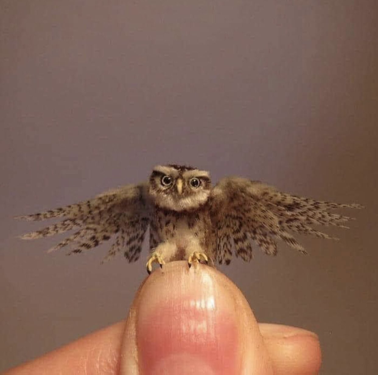 Smallest Owl In The World