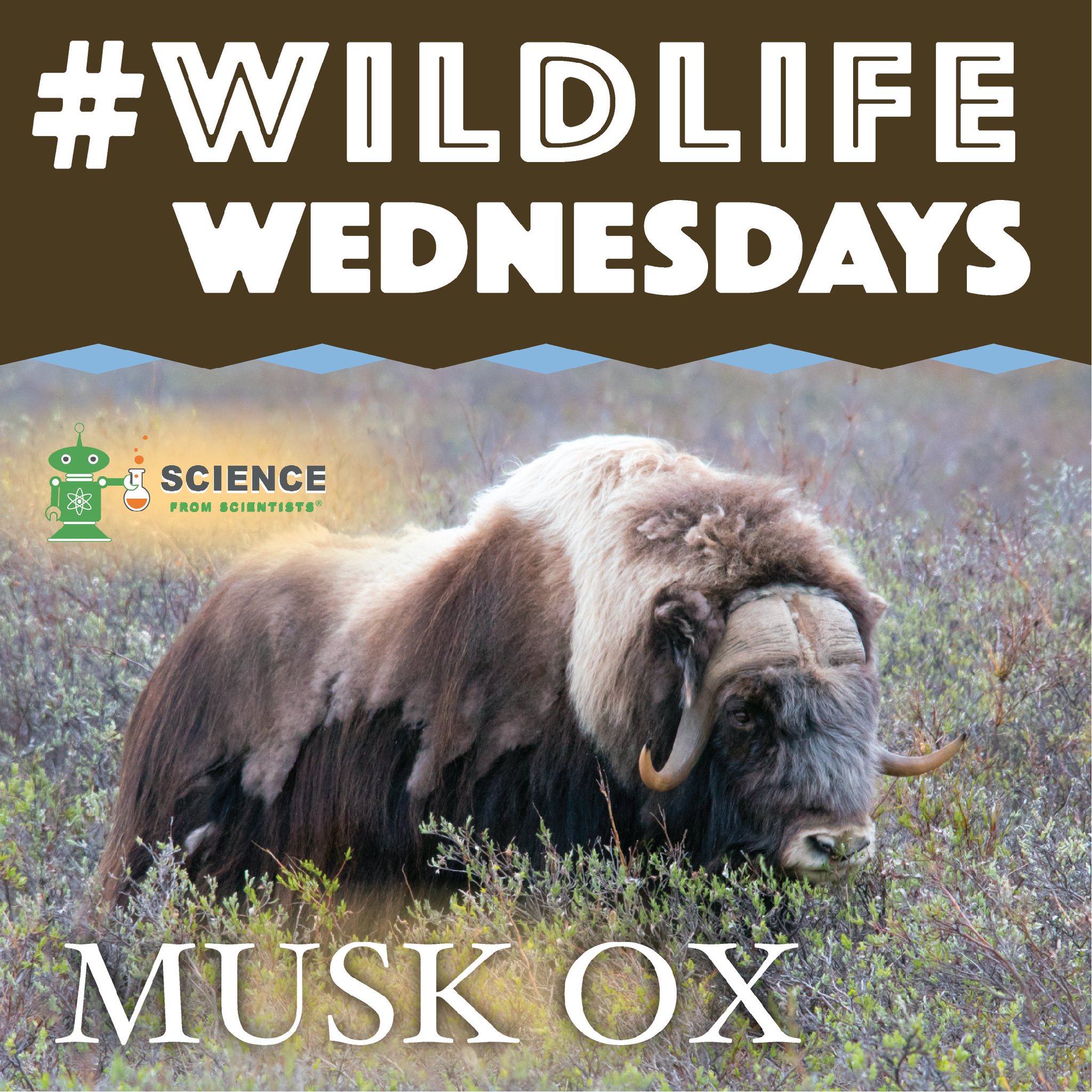 Musk Ox Scientific Name